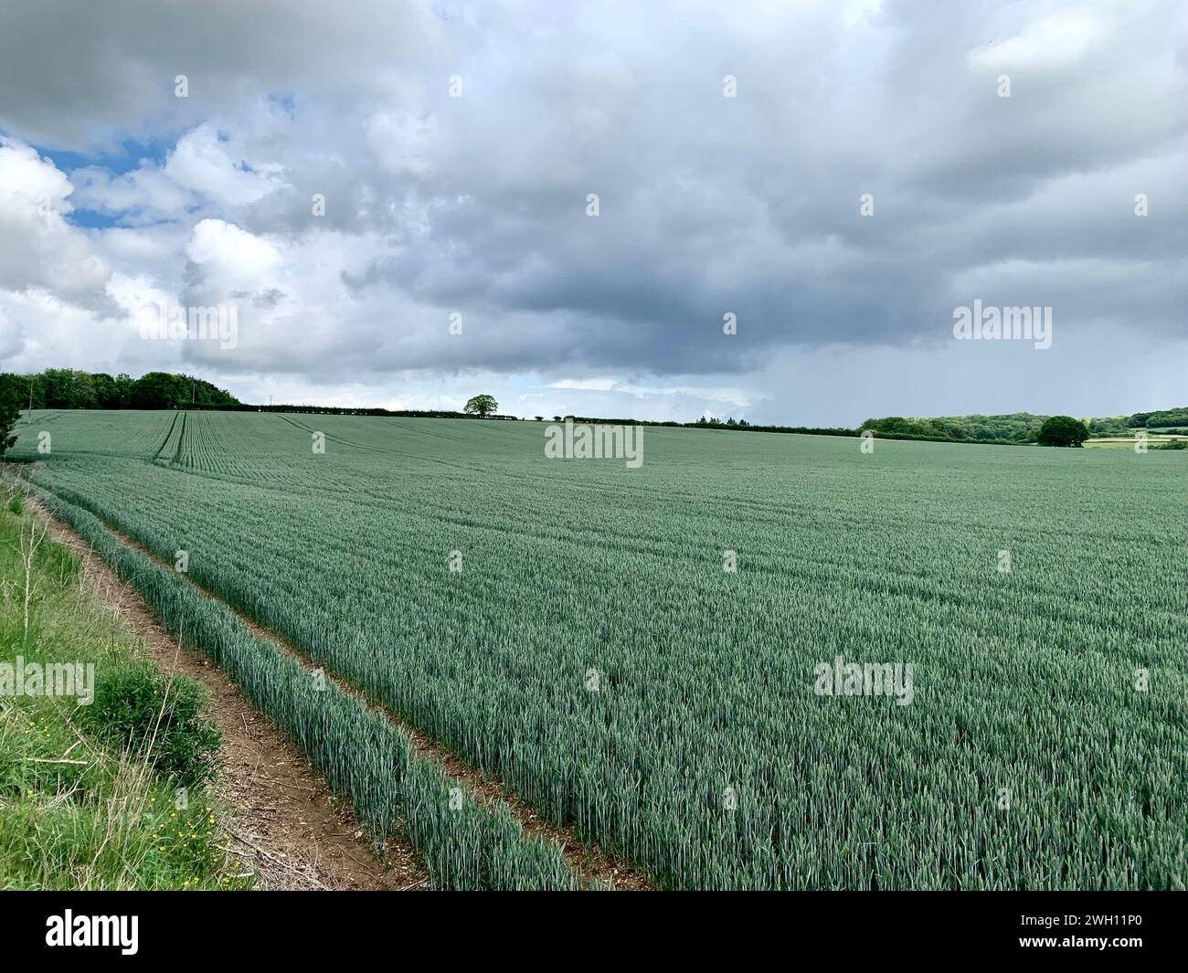Landscape & Fields of Barley Stock Photo - Alamy