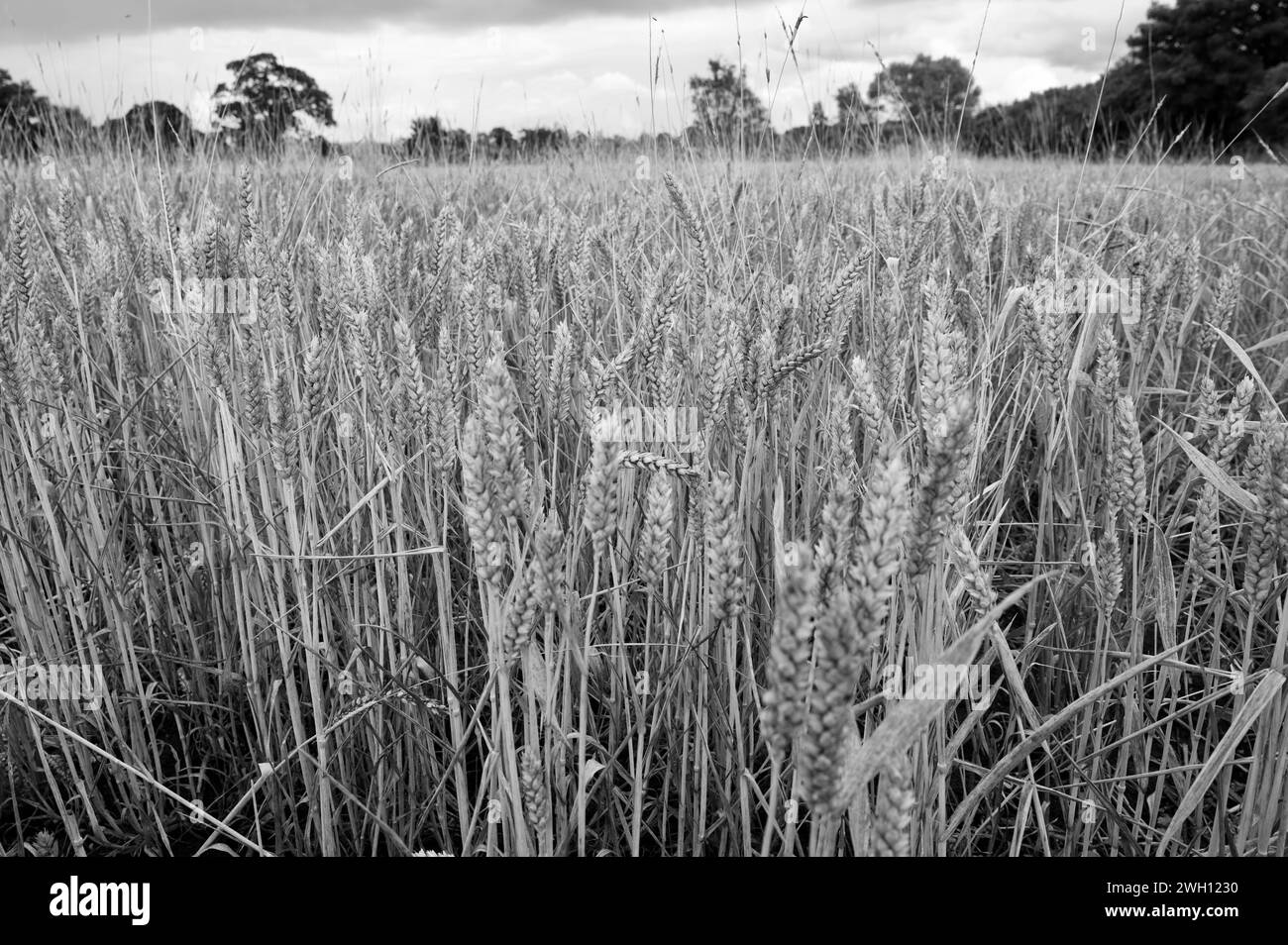 Harvest of barley Black and White Stock Photos & Images - Alamy
