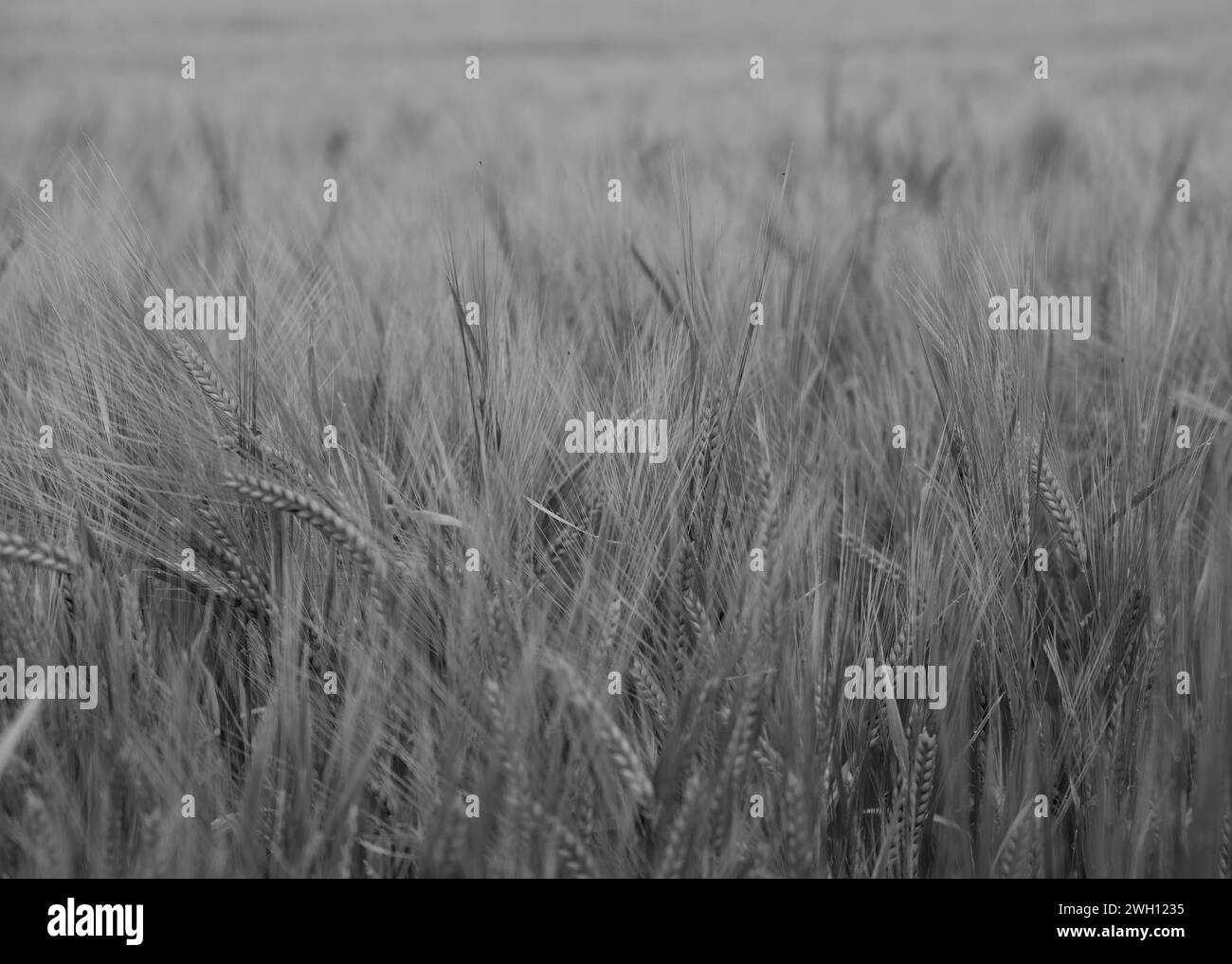 Hairy stem Black and White Stock Photos & Images - Alamy
