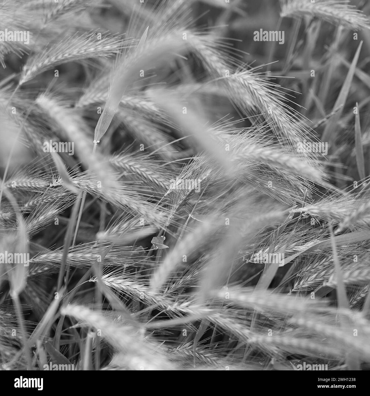 Green barley field in Black and White Stock Photos & Images - Alamy