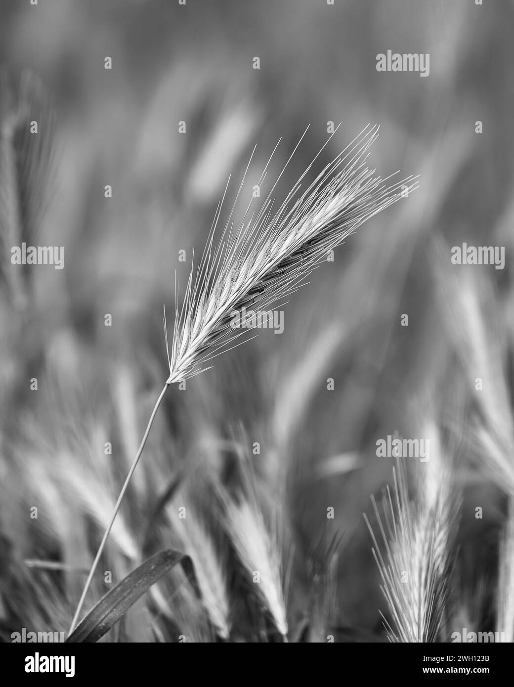 Grain hairy Black and White Stock Photos & Images - Alamy