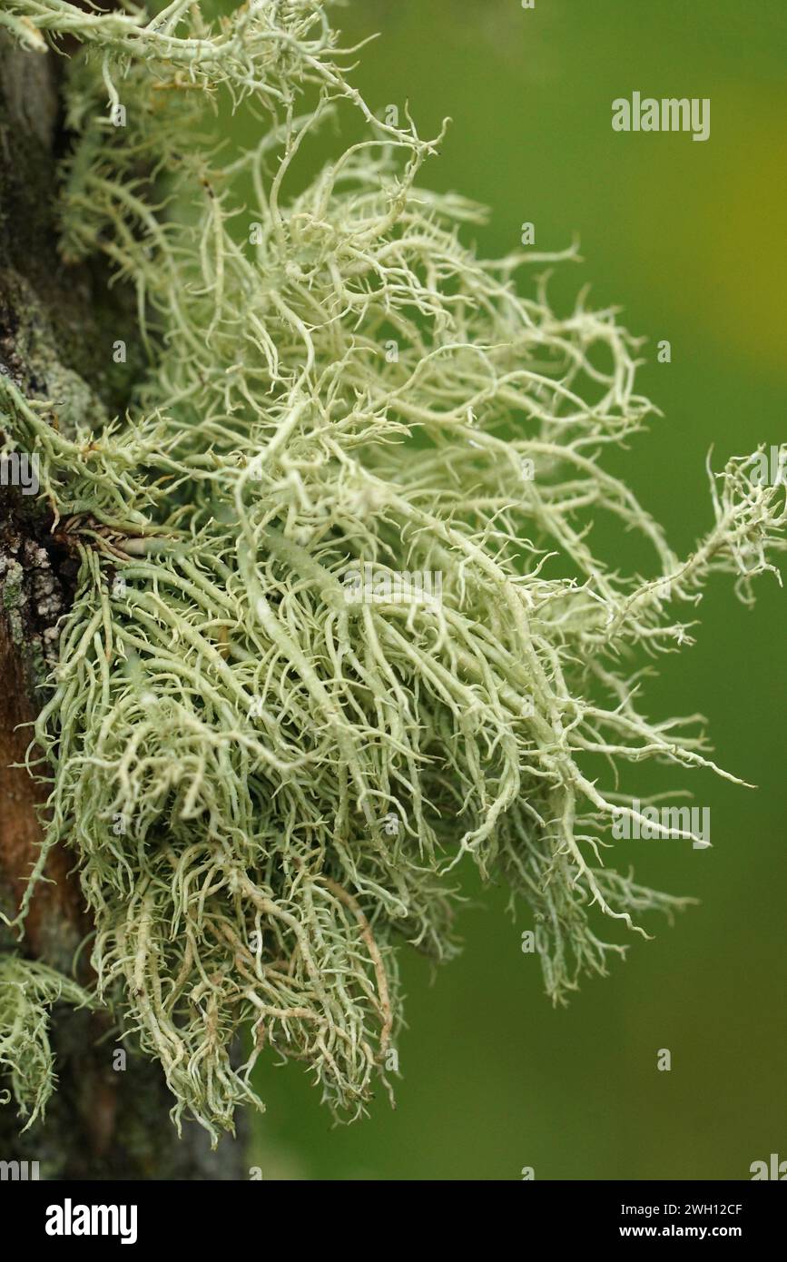 Natural vertical closeup on a pale colored beard lcihen, Usnea hirta ...