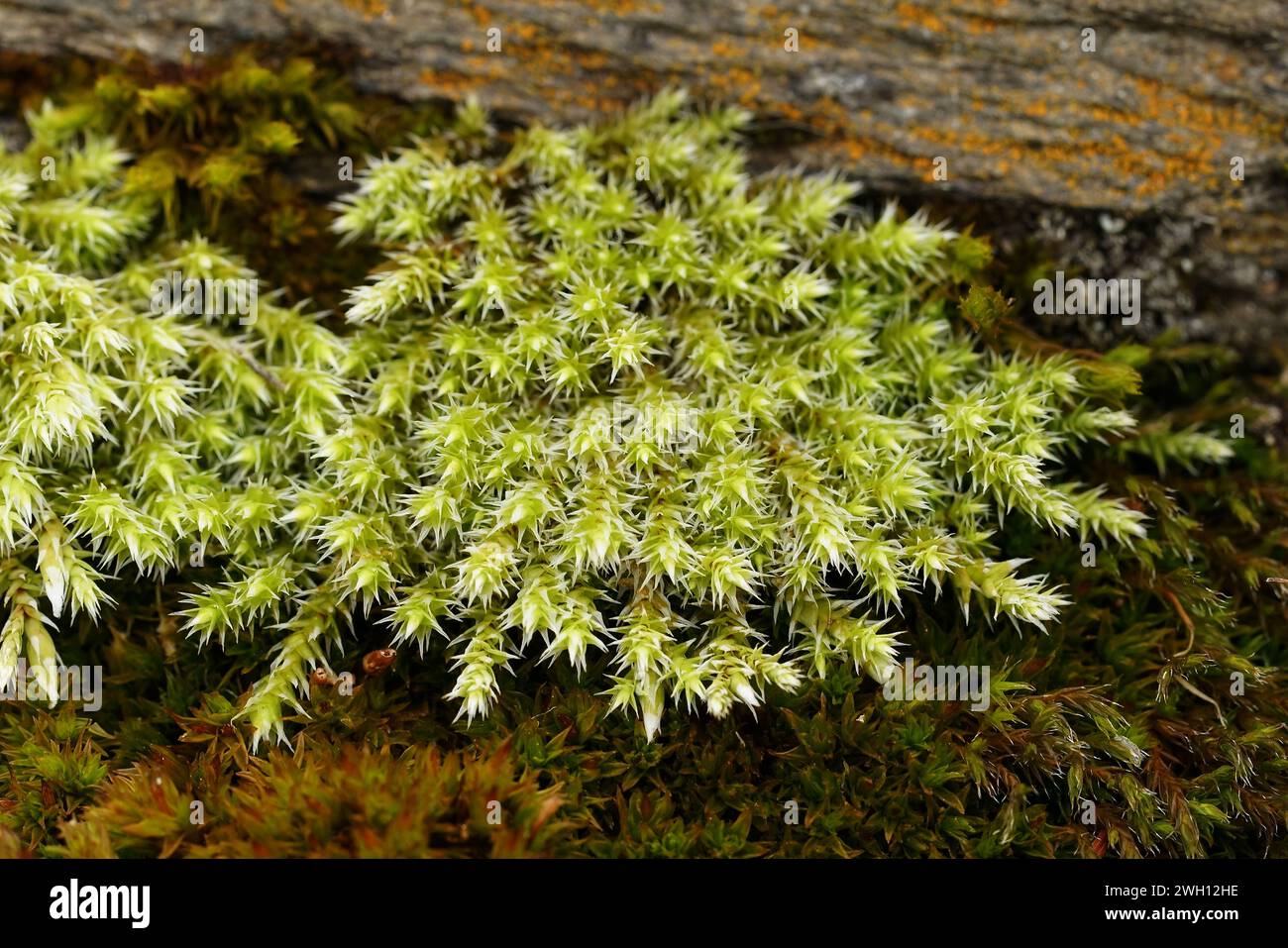 Natural closeup on a rare sand-dune moss, Racomitrium canescens Stock ...