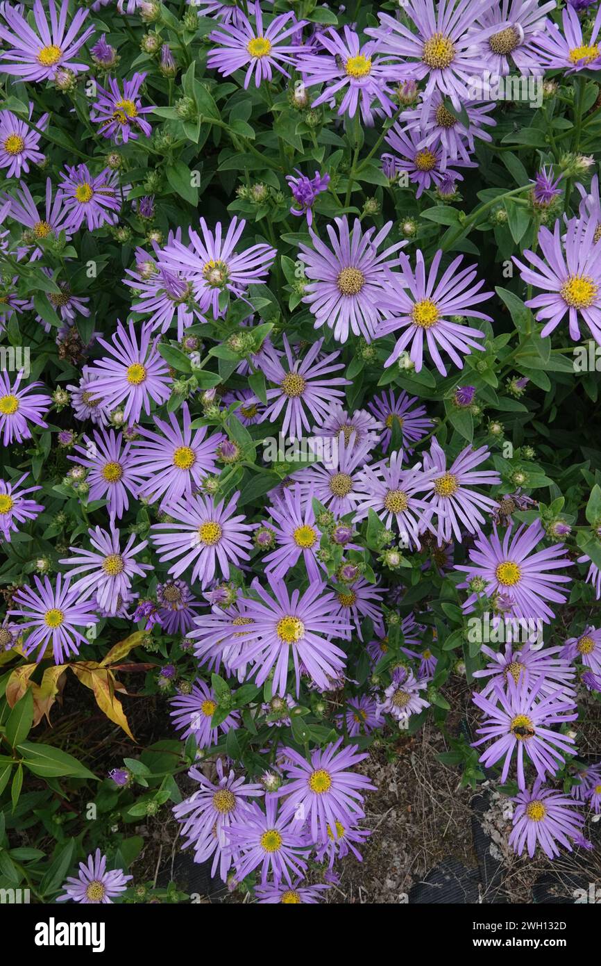 Natural colorful vertical closeup on an aggregation of light blue ...