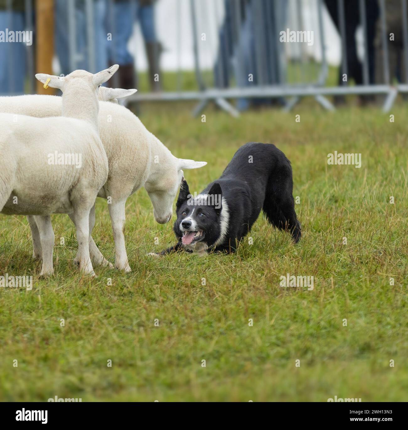 Blakesley hi-res stock photography and images - Alamy