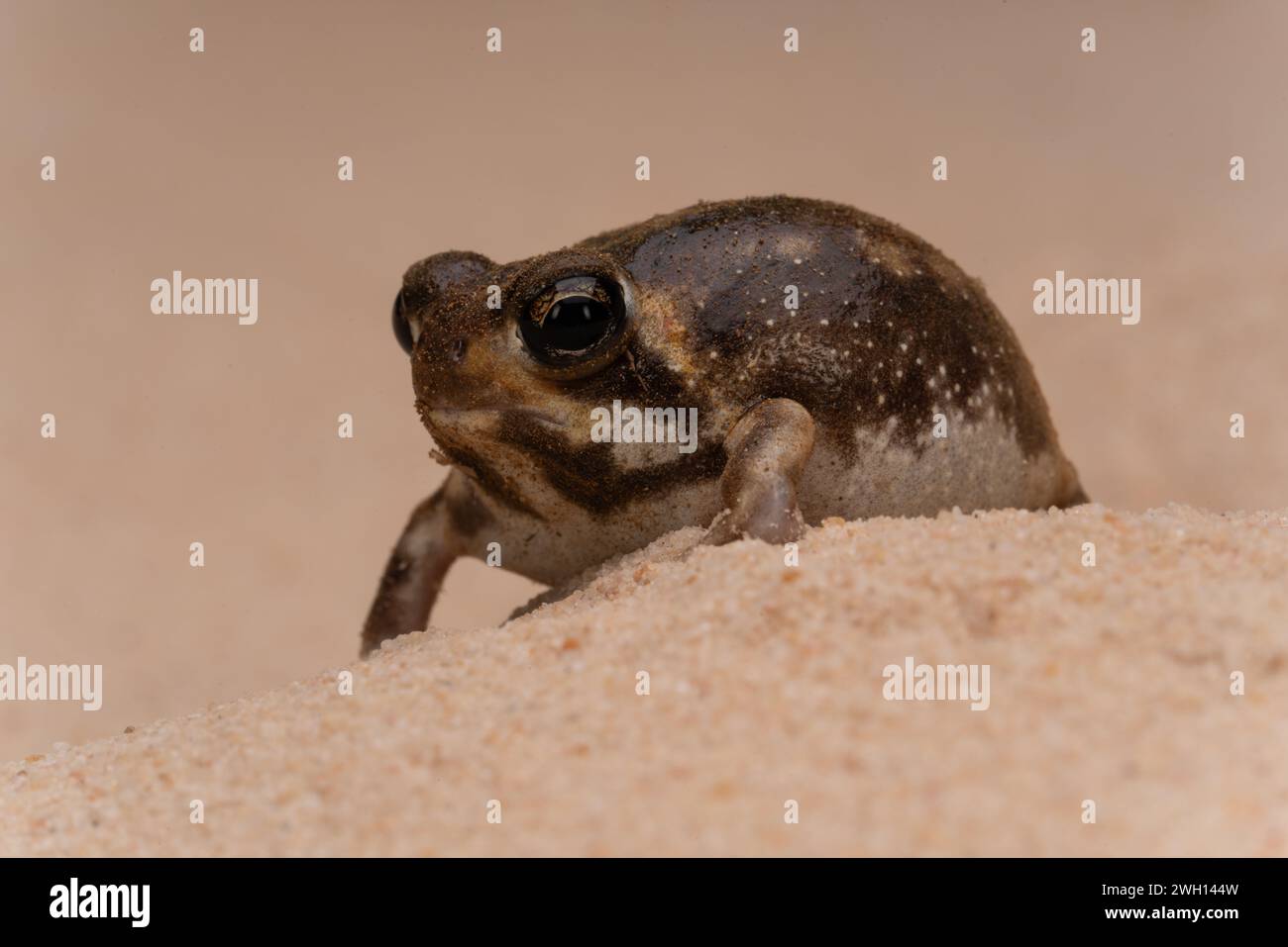 A close-up of a Desert Rain Frog camouflaged in sandy terrain Stock ...