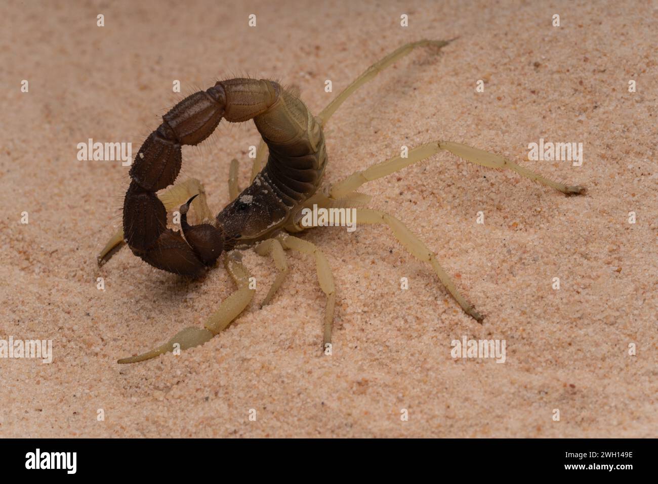 A Burrowing Thick Tail Scorpion in a sandy environment Stock Photo - Alamy