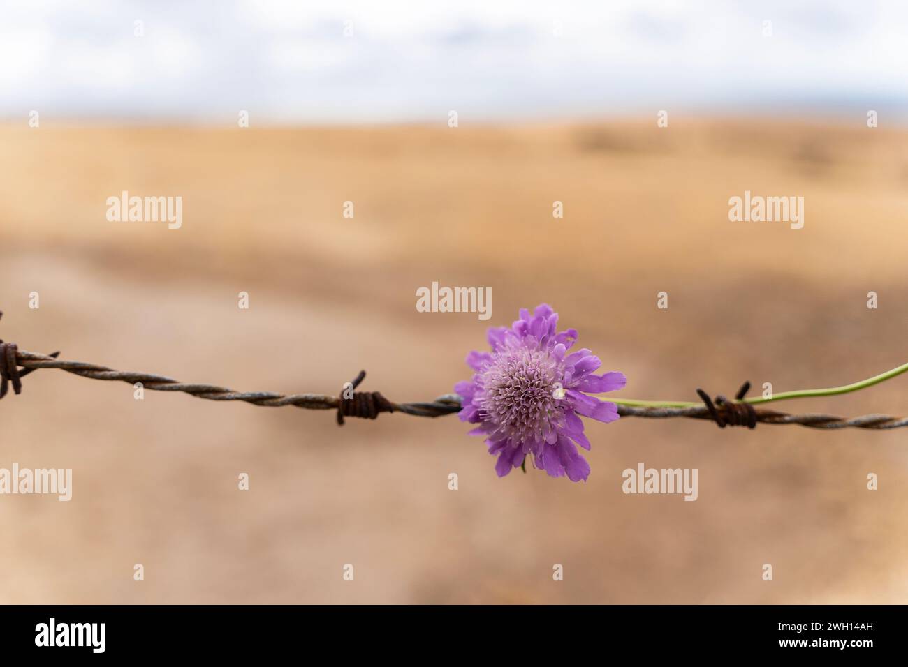 Pretty barbed wire hi-res stock photography and images - Alamy