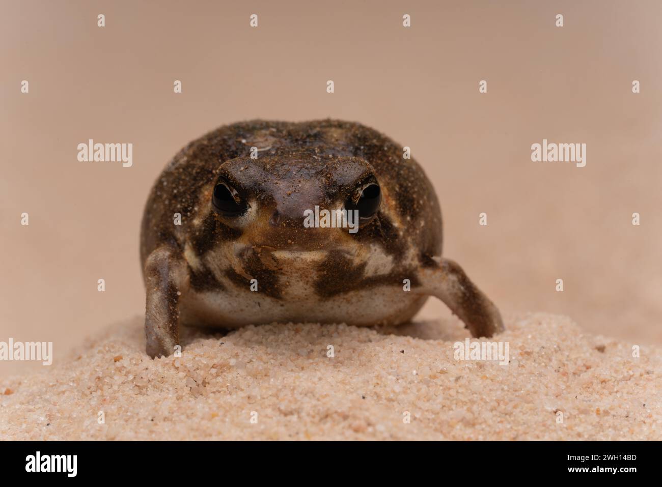 A close-up of a Desert Rain Frog camouflaged in sandy terrain Stock ...