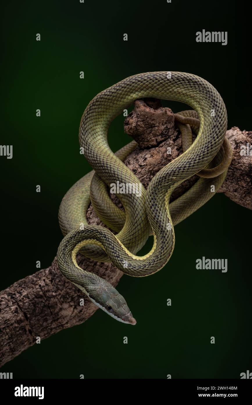 Baron tree hi-res stock photography and images - Alamy