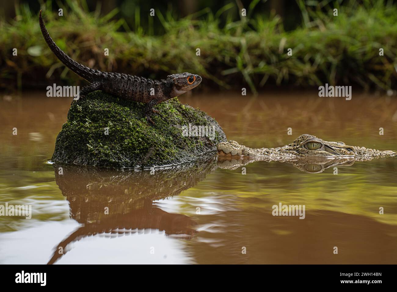 A lizard and crocodile coexisting in wetland habitat Stock Photo - Alamy