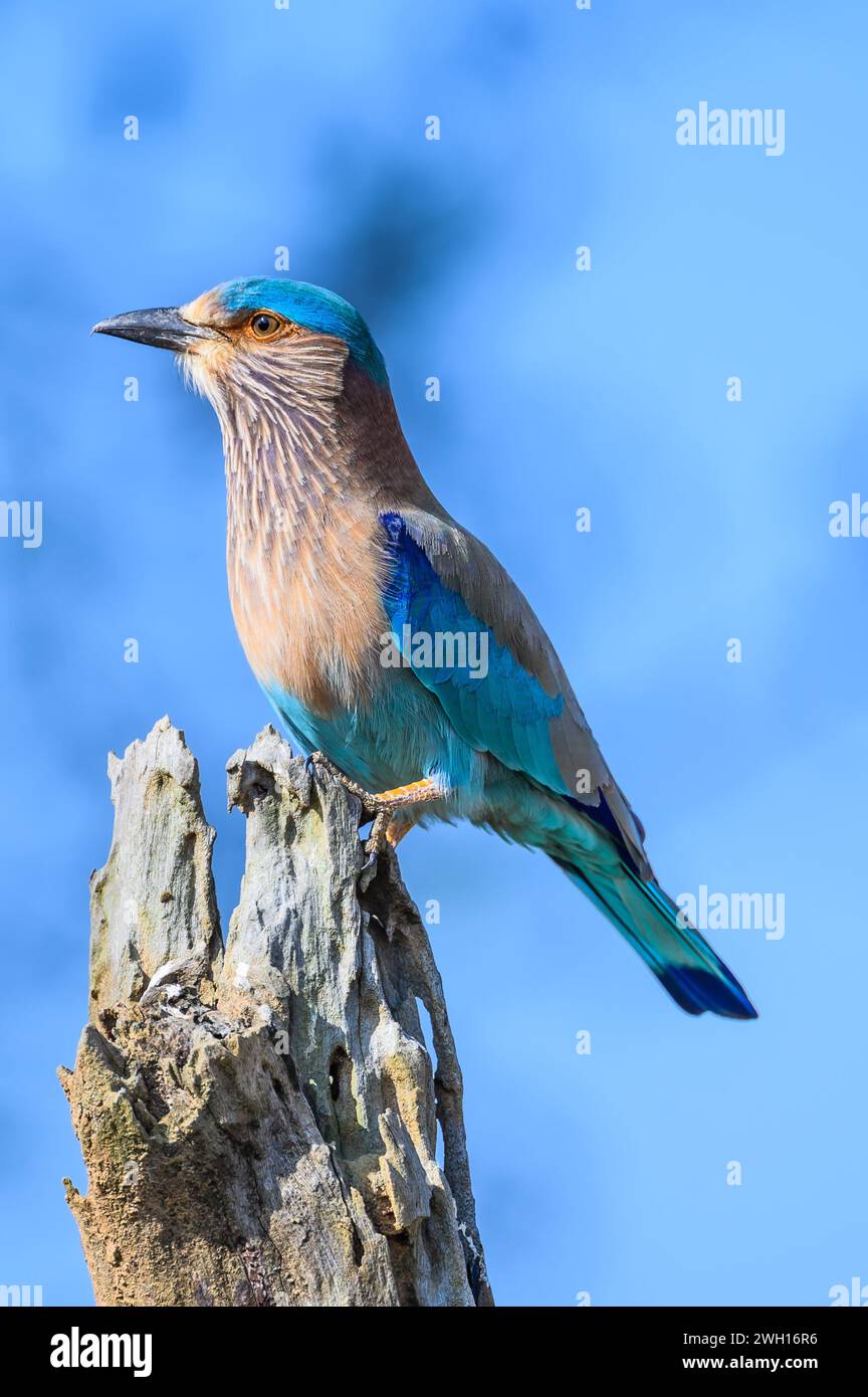 Sycamore stump hi-res stock photography and images - Alamy
