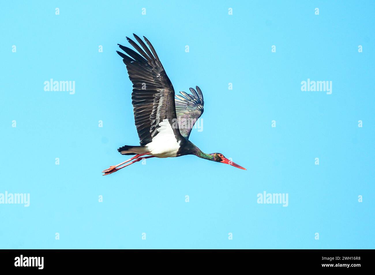 A Black stork soaring gracefully with wings outstretched against a ...