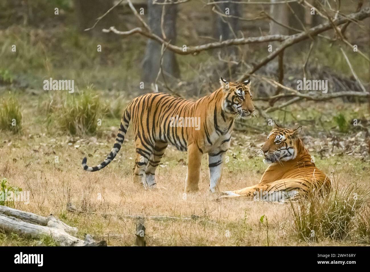 Two species of animals together hi-res stock photography and images - Alamy