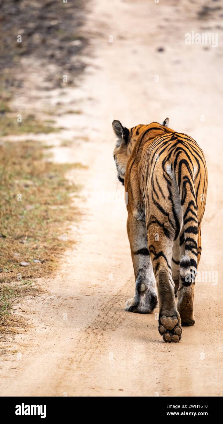 Tiger on the road hi-res stock photography and images - Alamy