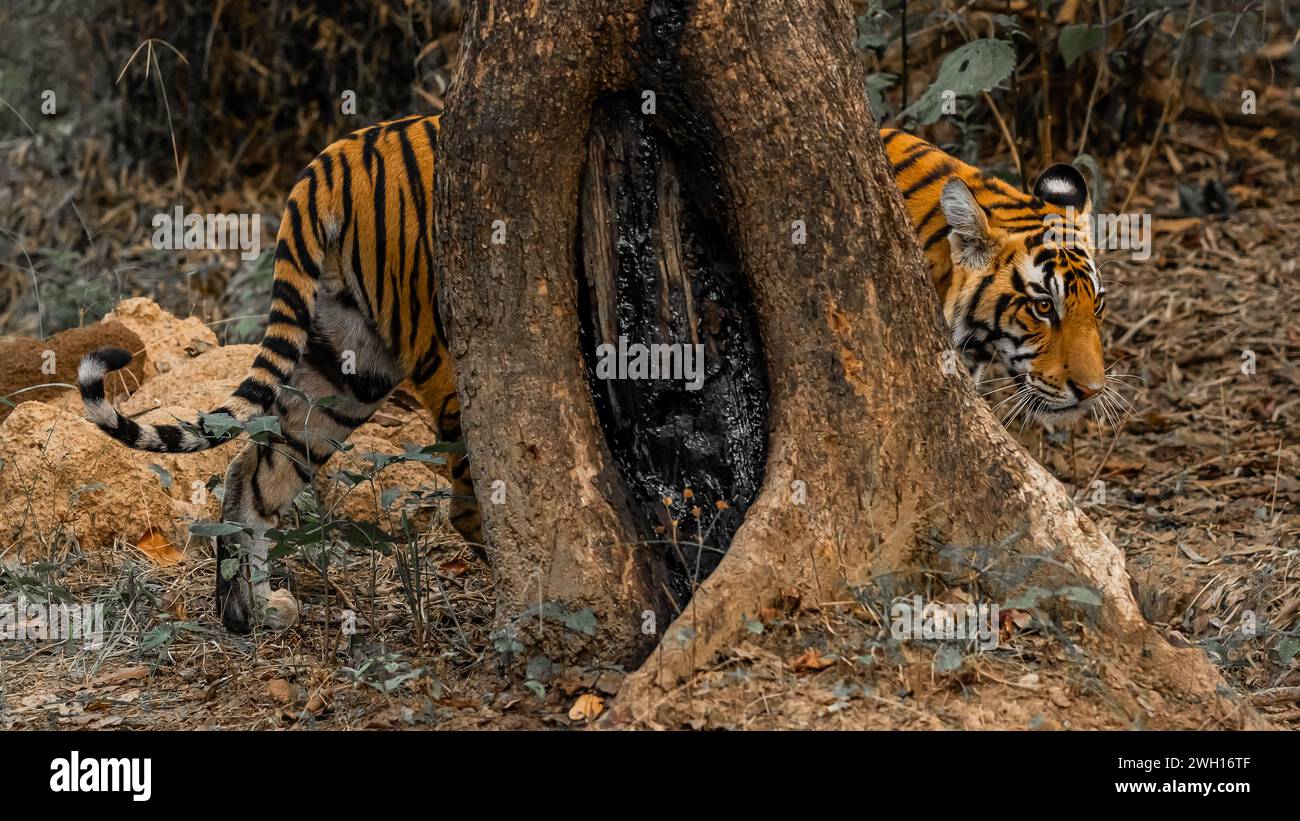 Hidden tiger hi-res stock photography and images - Alamy