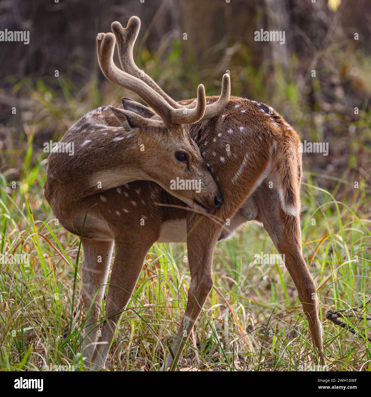 Two young deer engaging in a playful tussle amidst lush green grass ...