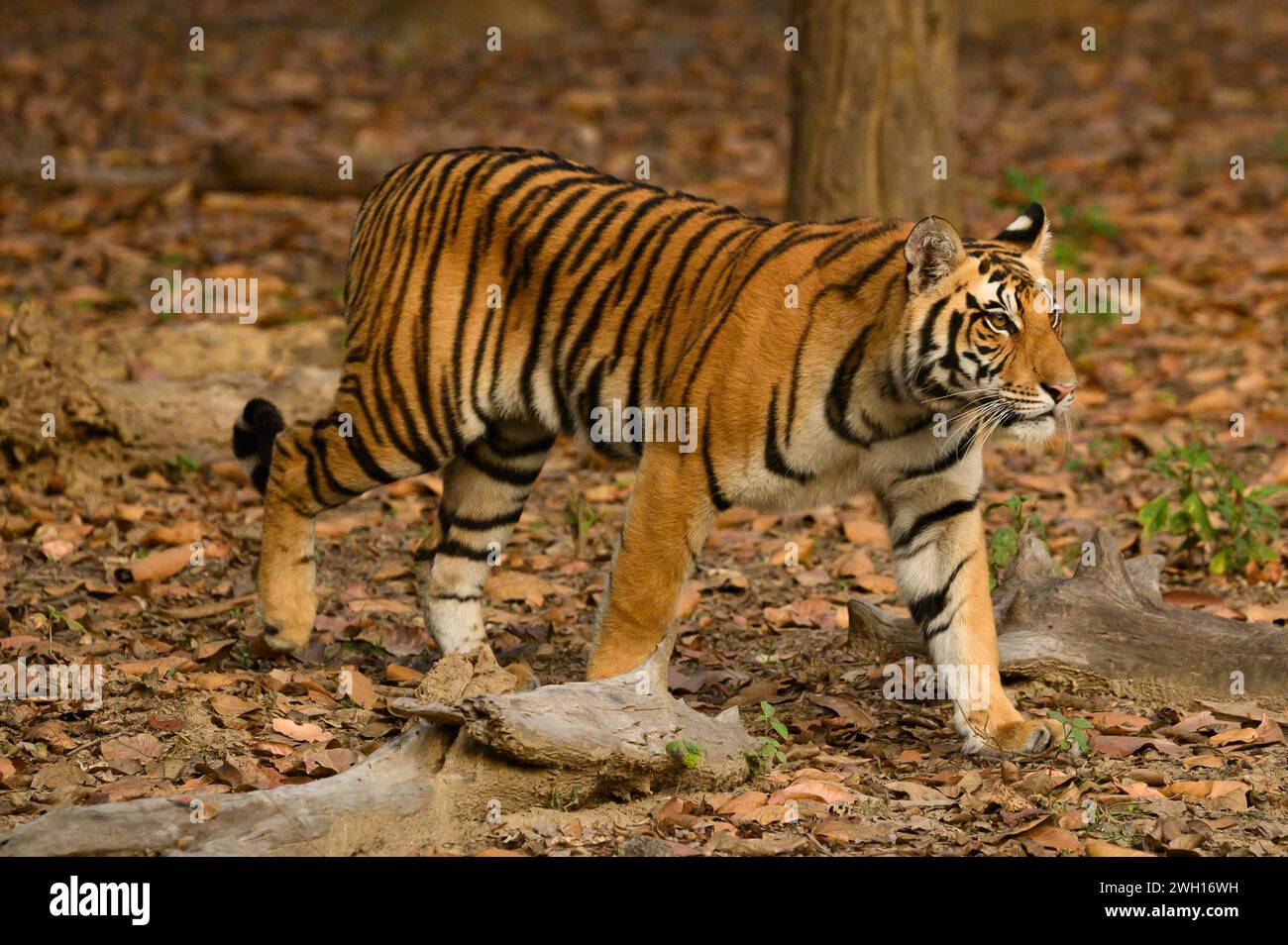 Branches wildlife hi-res stock photography and images - Alamy