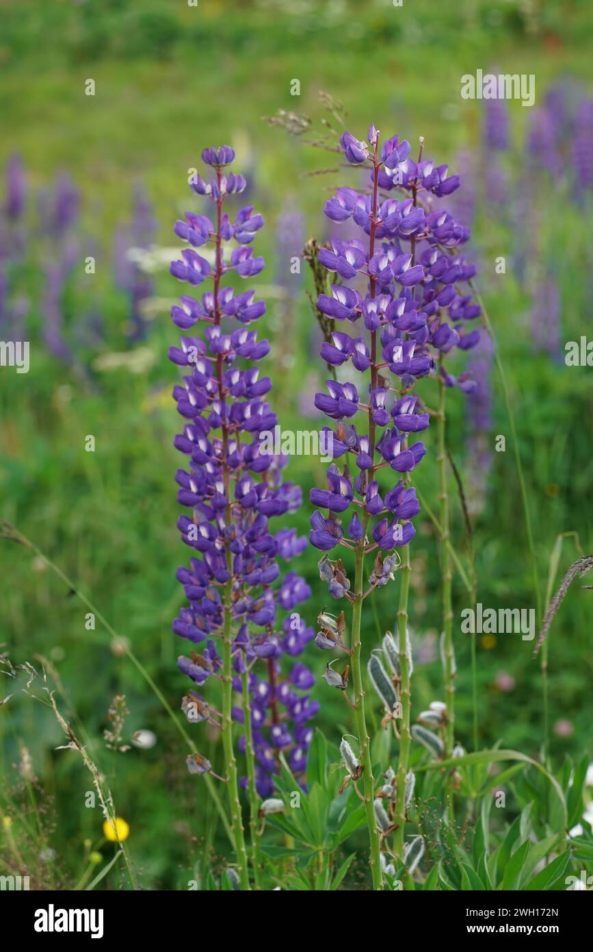 Natural colorful landscape view on an aggregation of blue flowering ...