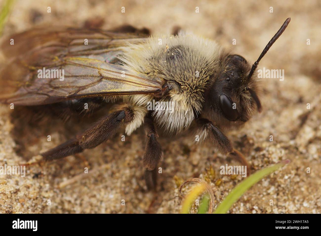 Natural closeup on a fluffy, female European grey-backed mining bee ...