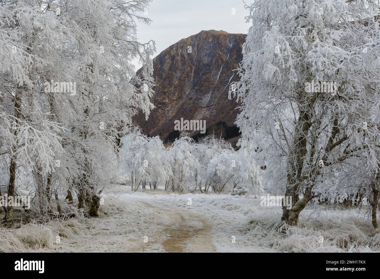 A snow-dusted trail meanders through a serene landscape of white, frost ...