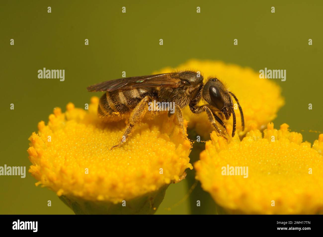 Natural closeup on a small female Common bronze furrow bee, Halictus ...