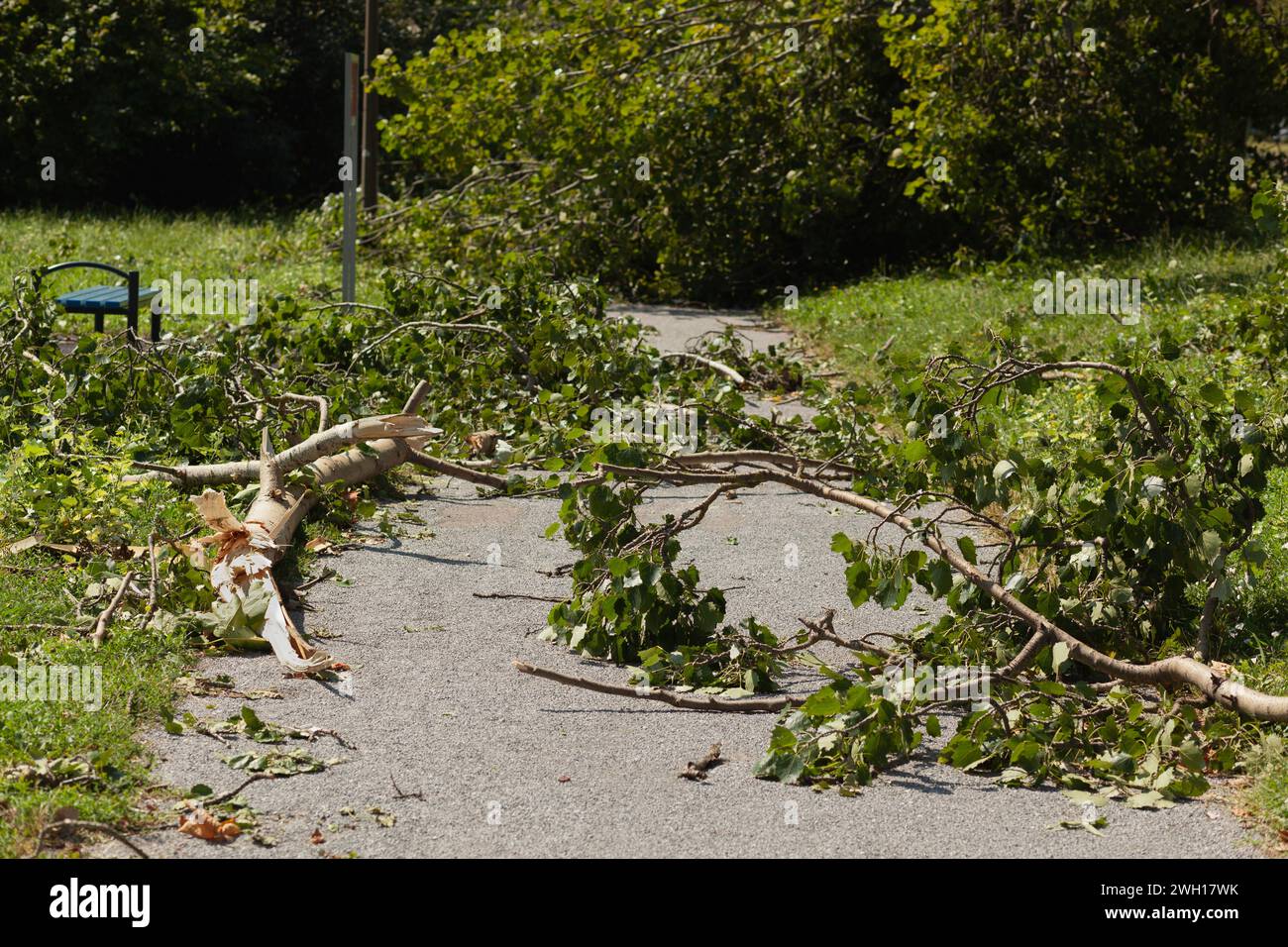 Fallen tree after storm on a path hi-res stock photography and images ...