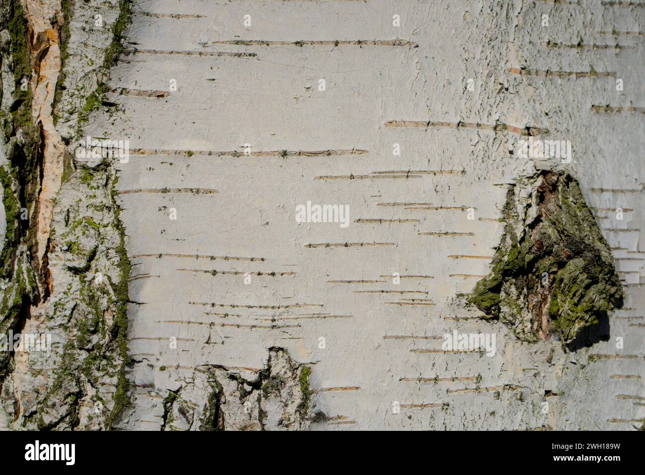 Horizontal lines vertical view photography natural nature background hi ...