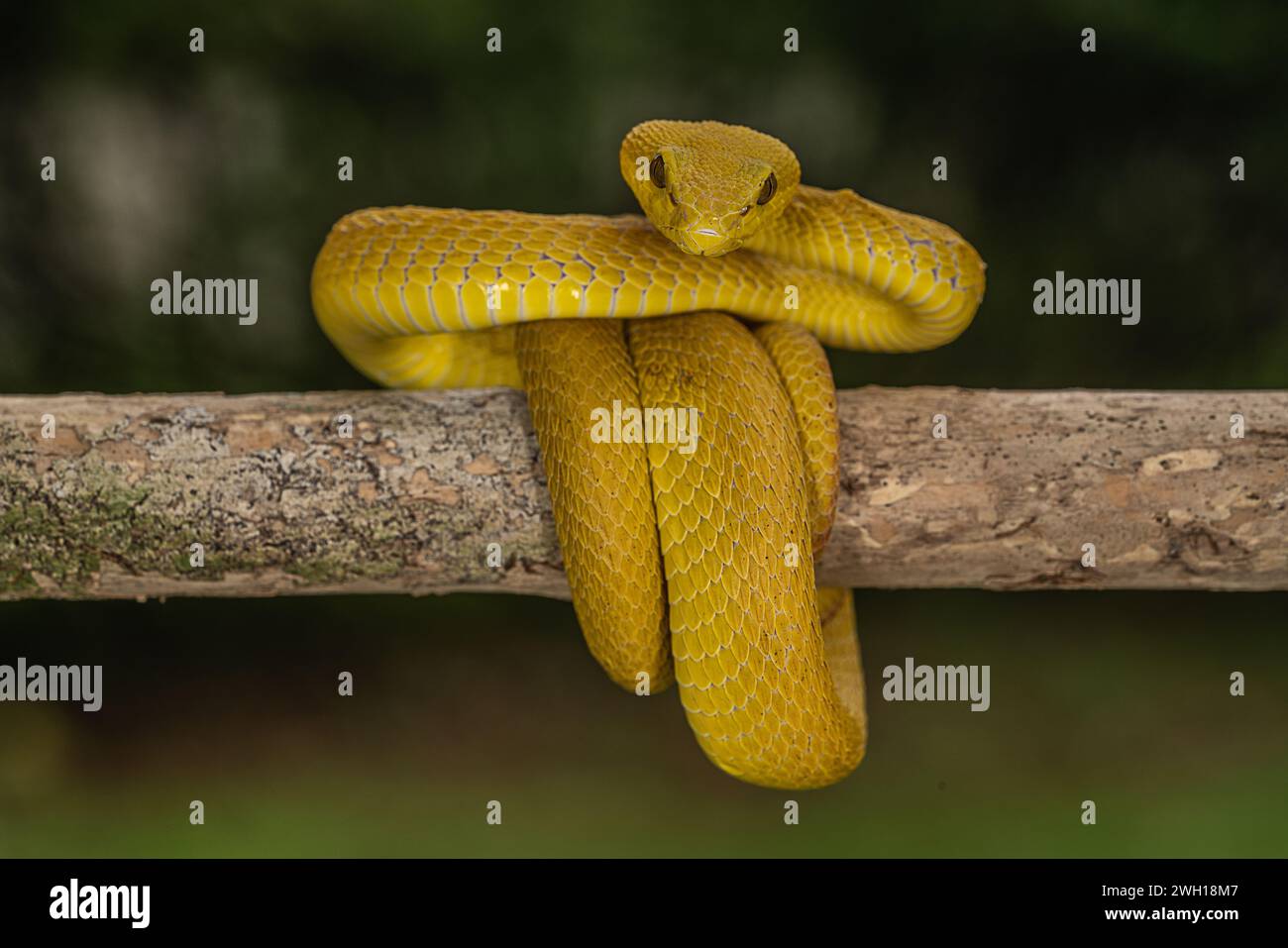 Hissing viper hi-res stock photography and images - Alamy