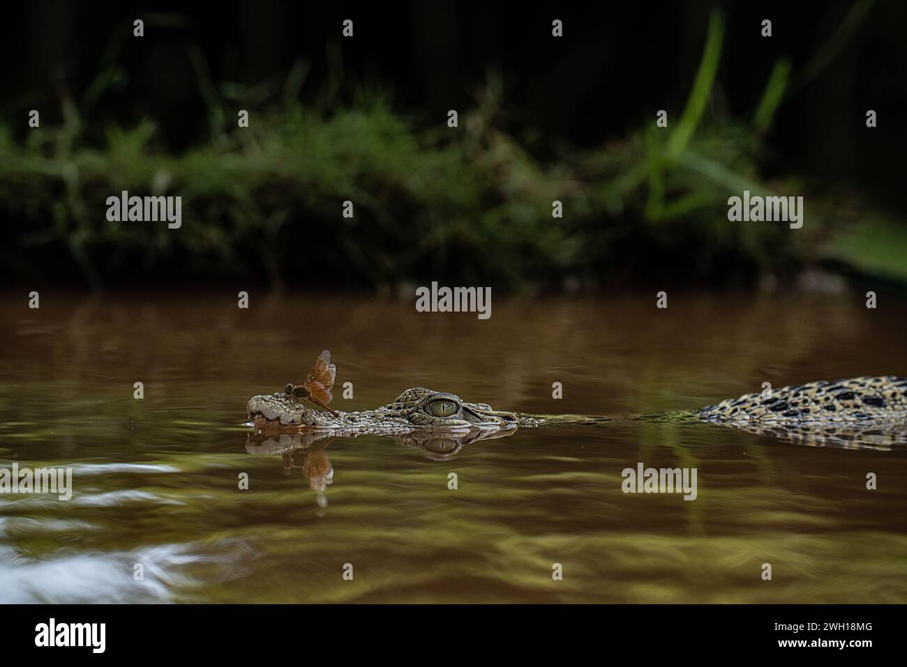 Butterfly crocodile hi-res stock photography and images - Alamy