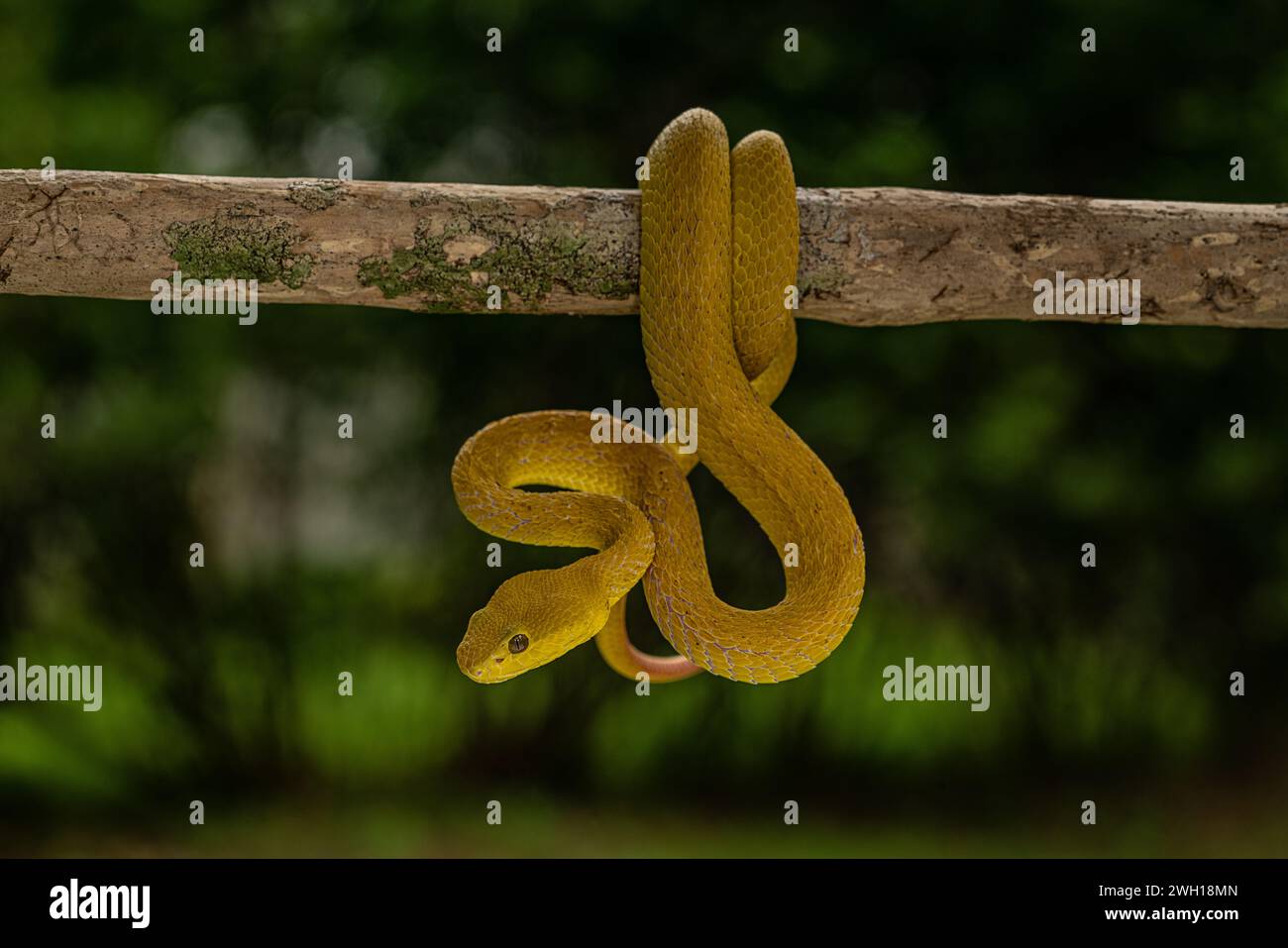 A white-lipped pit viper snake reptile perched on a tree in a lush ...