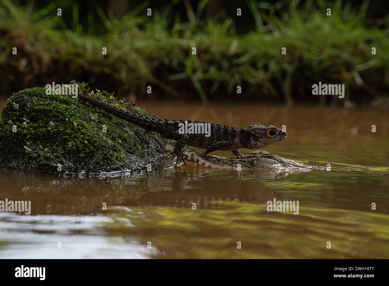 Crocodile dynamics hi-res stock photography and images - Alamy
