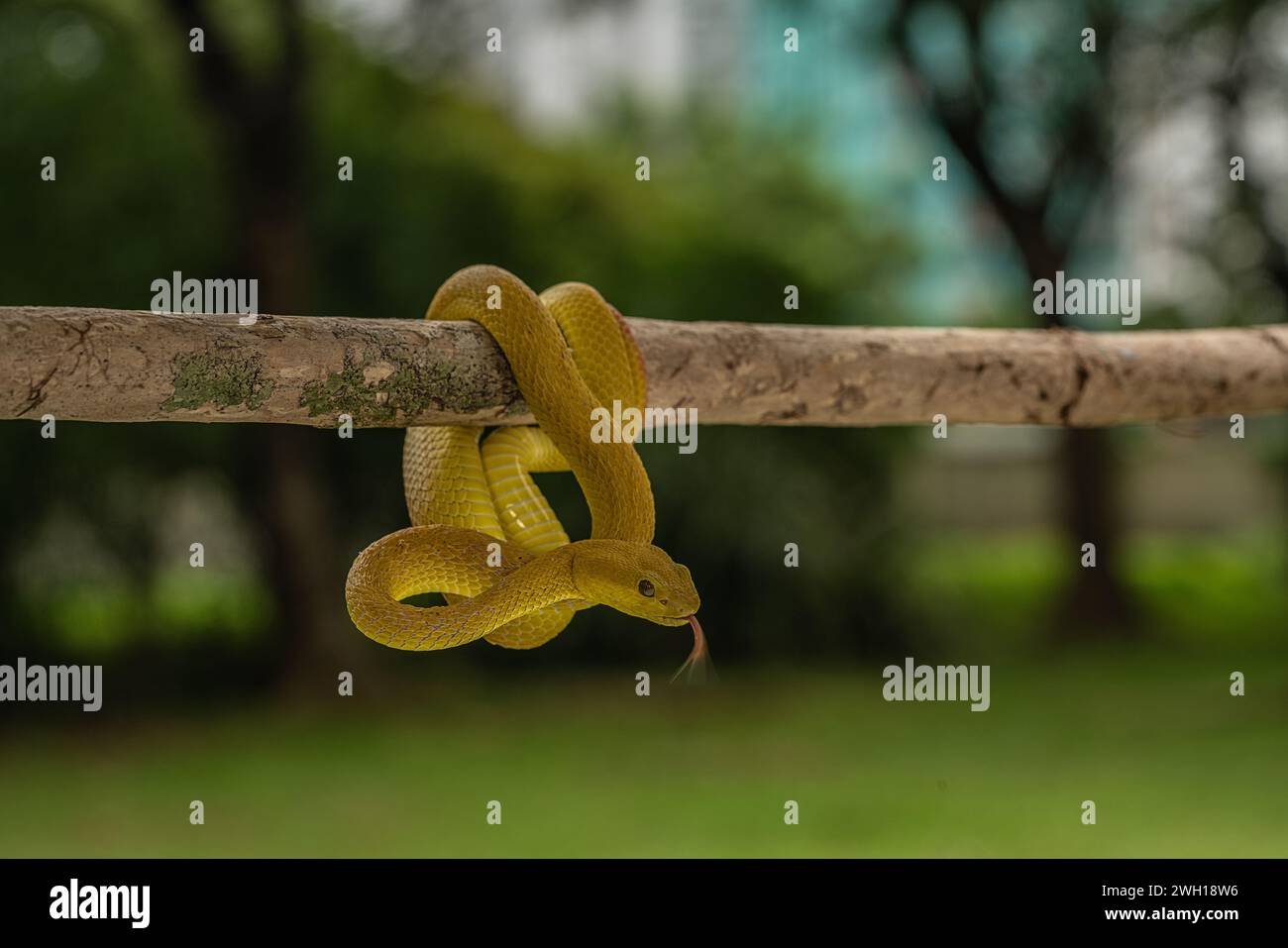 White lipped tree viper hi-res stock photography and images - Alamy
