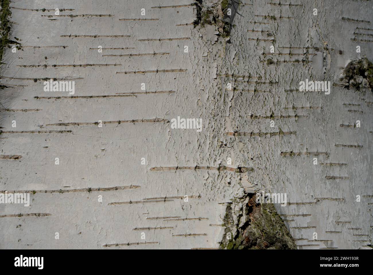 A birch bark, close-up of birch bark exposing its natural patterns and colours, horizontal shot ...