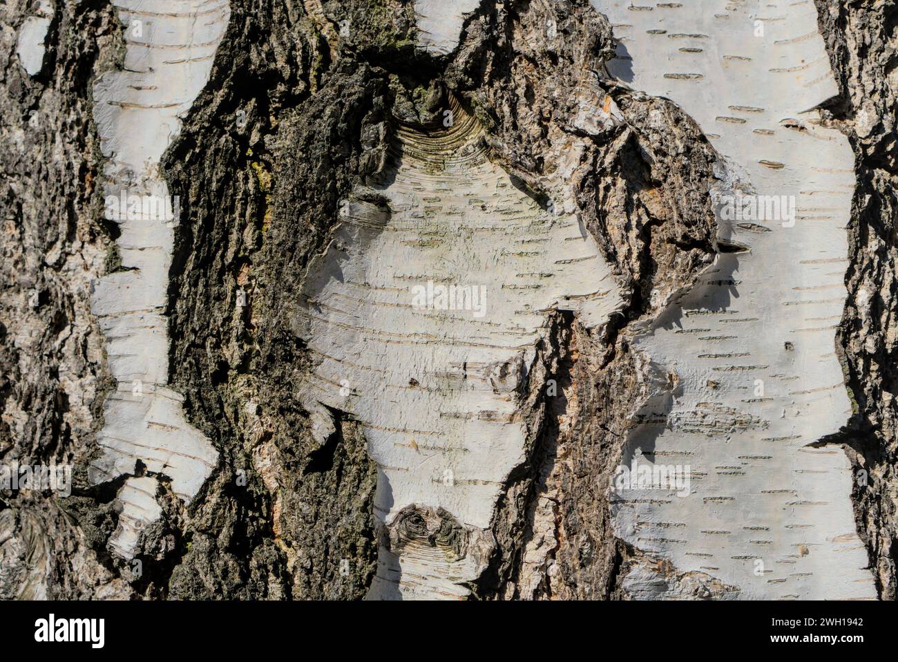 A birch - close-up of birch bark exposing its natural patterns and colours, horizontal detailed ...