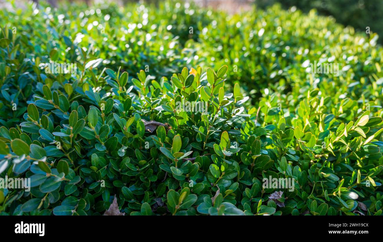 A closeup of a lush shrub thriving under sunlight Stock Photo - Alamy