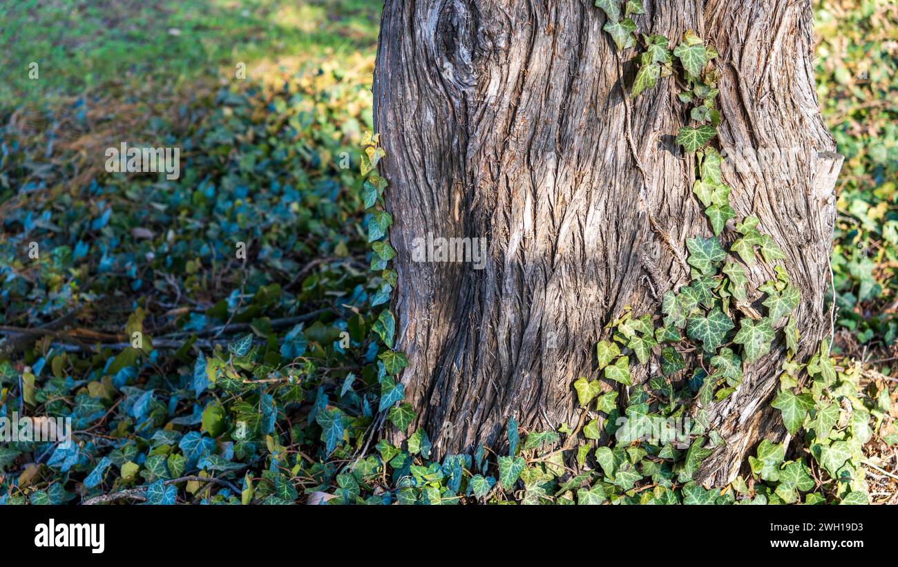 Tree trunk with green leaves hi-res stock photography and images - Alamy