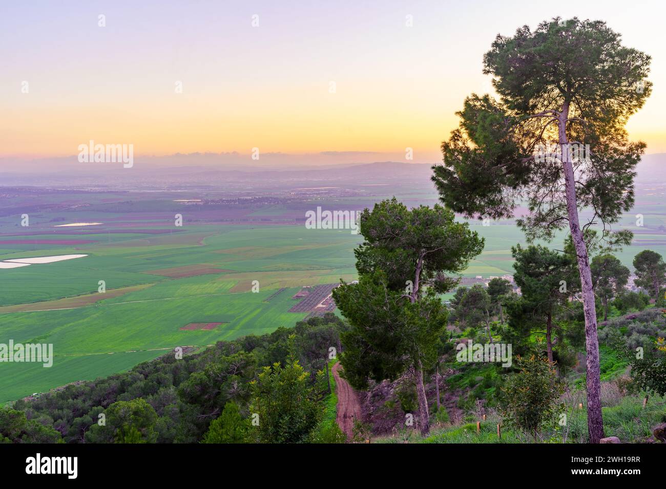 Sunset view of countryside in the Jezreel Valley, with pines and other ...