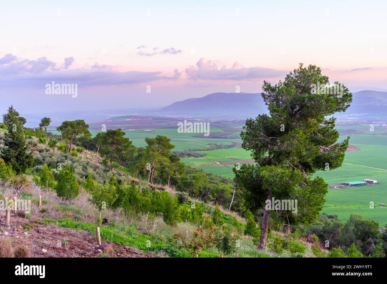 Sunset view of countryside in the Jezreel Valley, with pines and other ...
