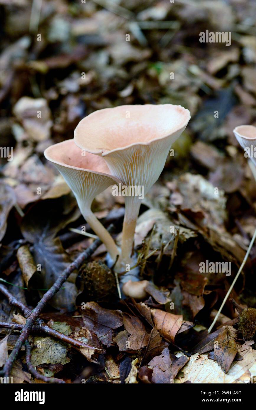 Aniseed cockleshell (Lentinellus cochleatus) is an edible medicinal ...