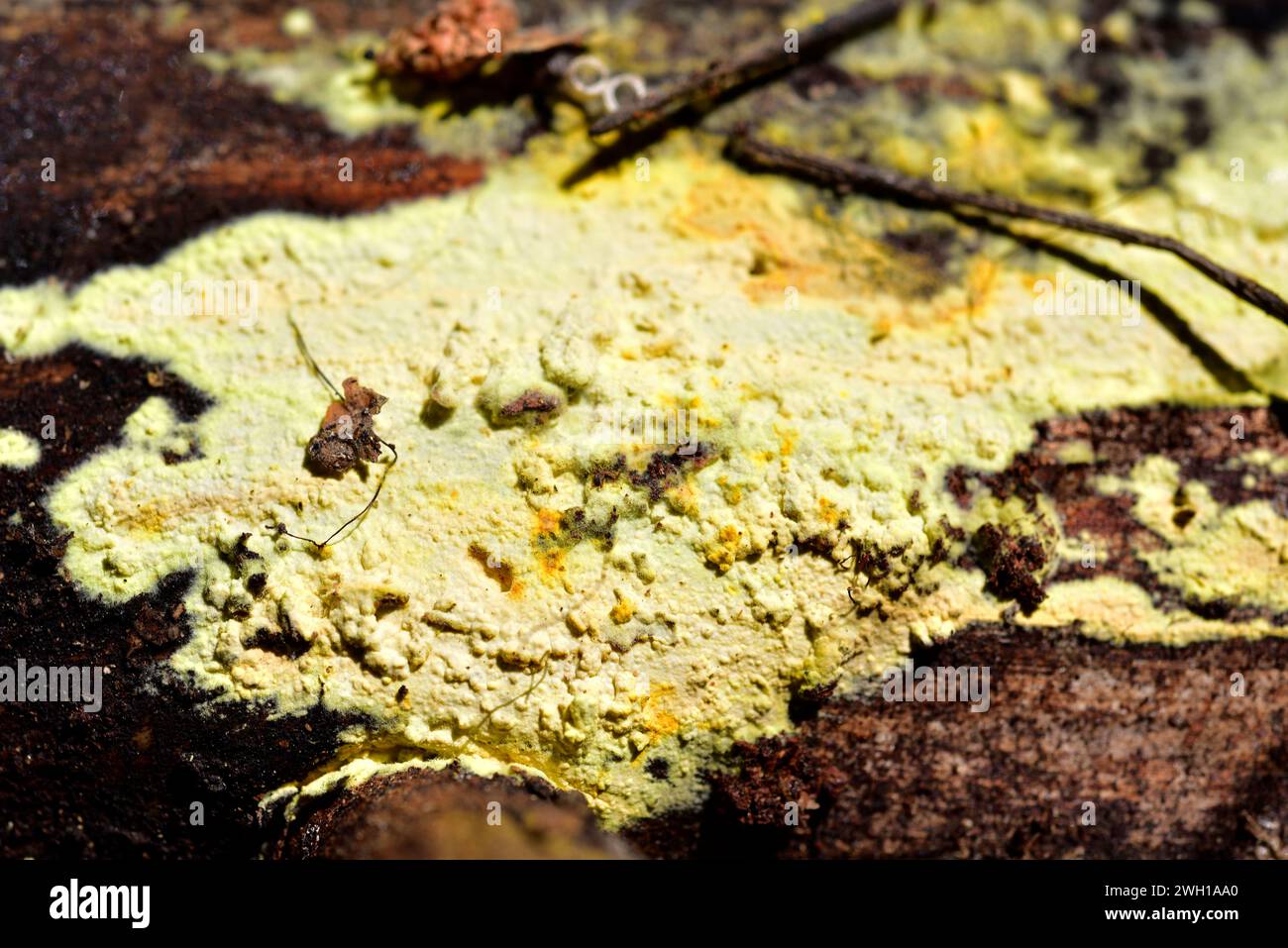 Leucogyrophana mollusca or Merulius molluscus is a wood decomposer ...