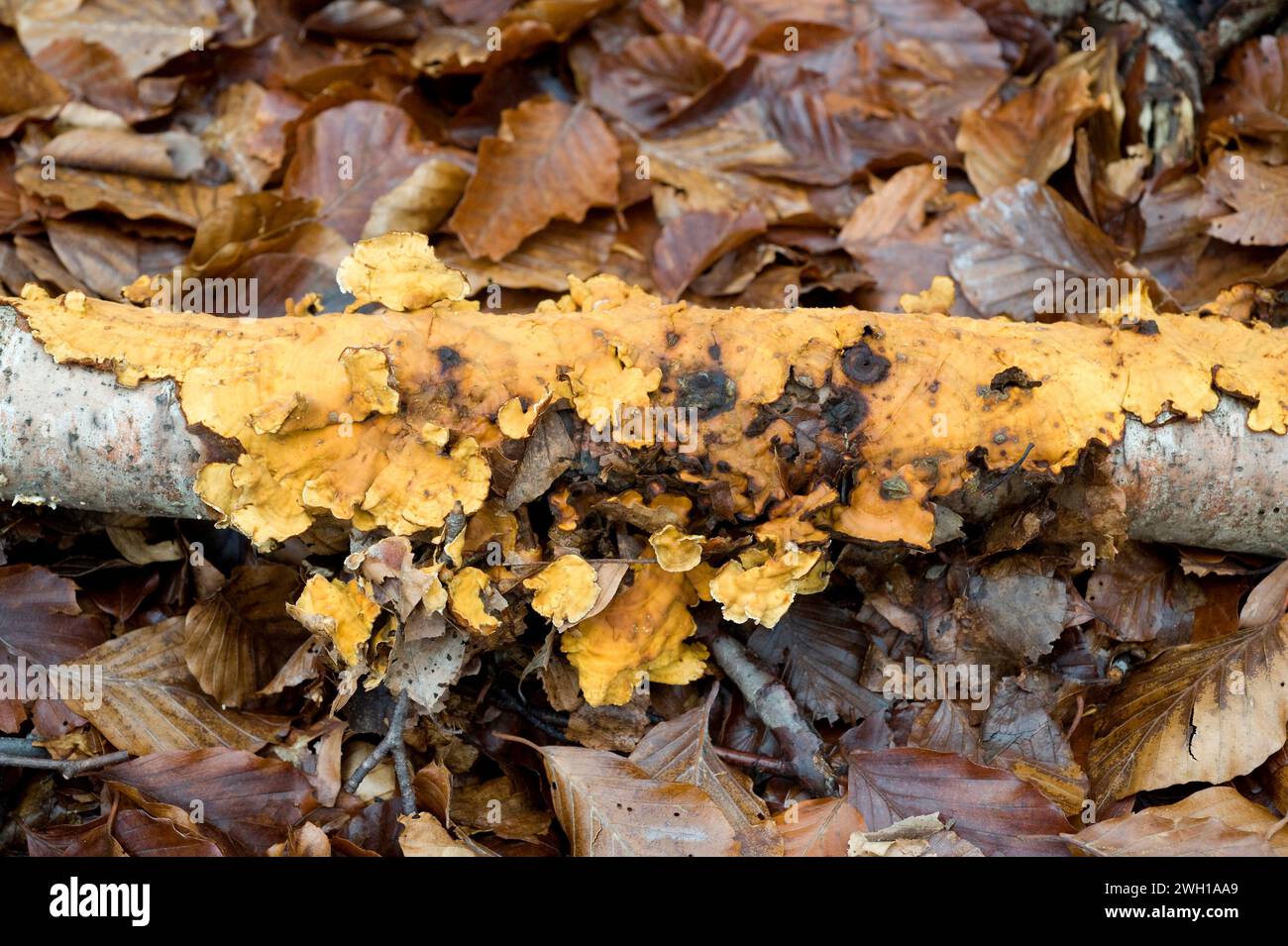 Telephora hi-res stock photography and images - Alamy