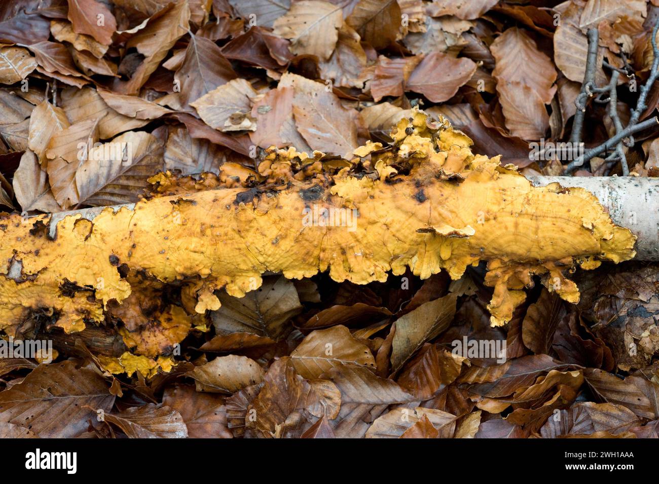 Telephora hi-res stock photography and images - Alamy