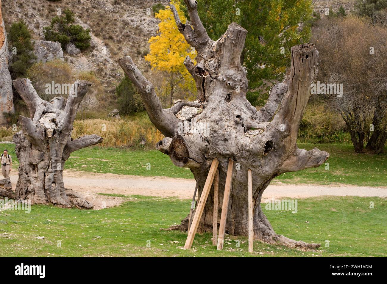 Ophiostoma ulmi is a parasitic fungus causative of Dutch elm disease ...