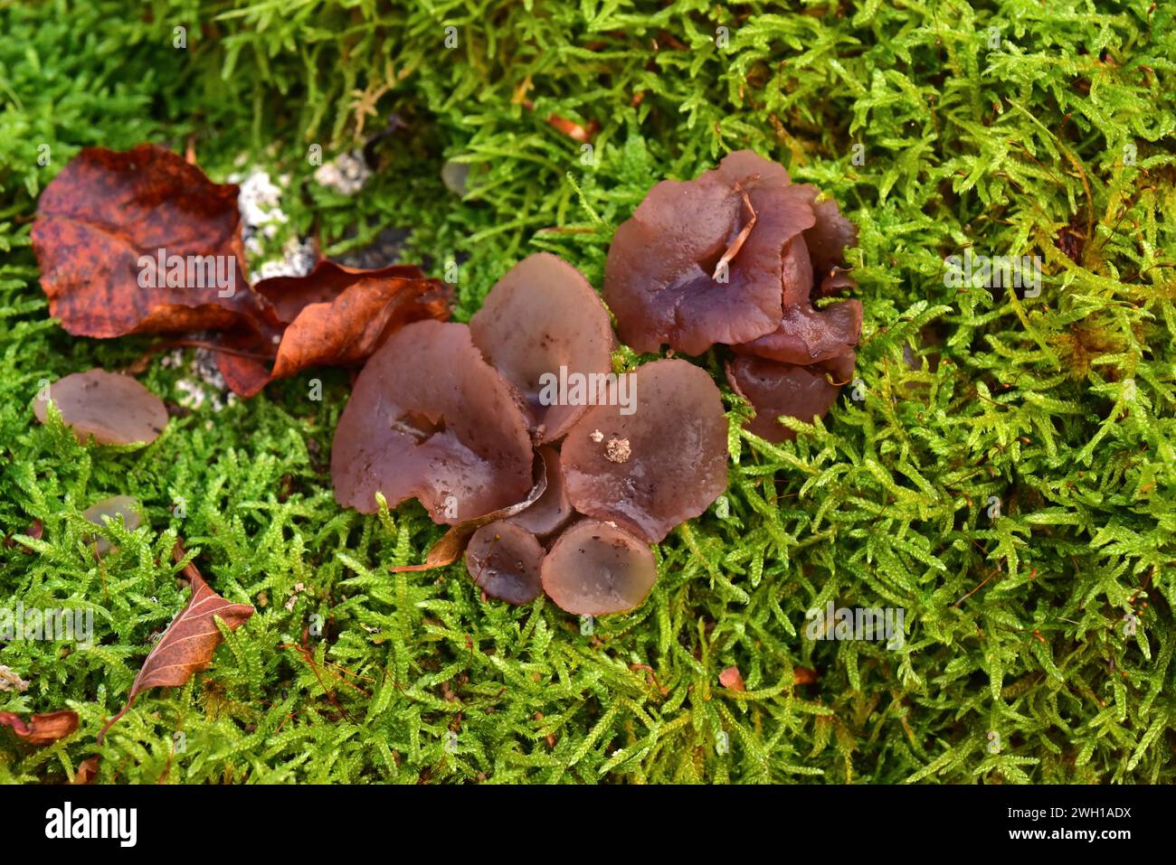 Peziza violacea hi-res stock photography and images - Alamy