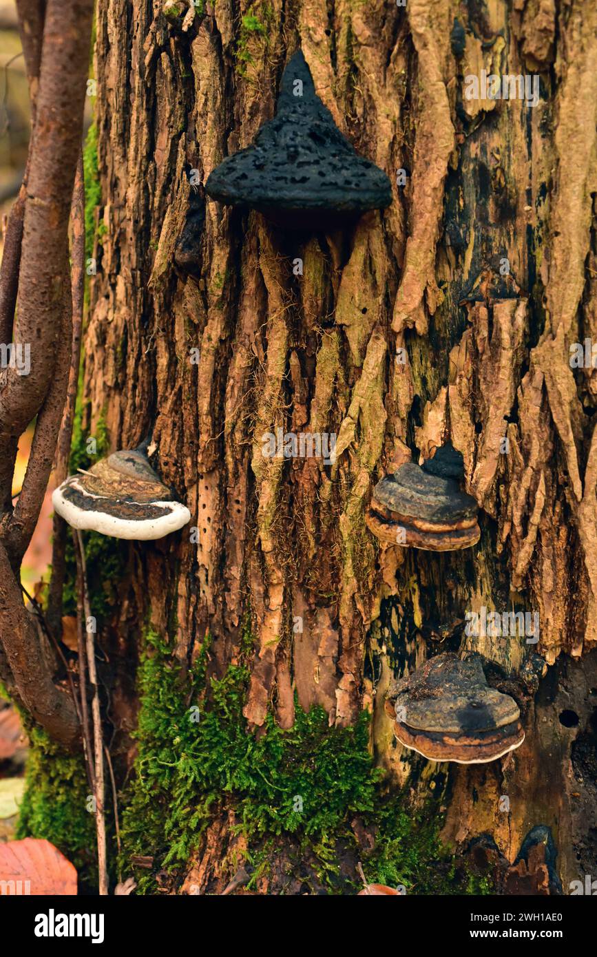 Fire sponge or willow bracket (Phellinus igniarius) is a saprobic ...