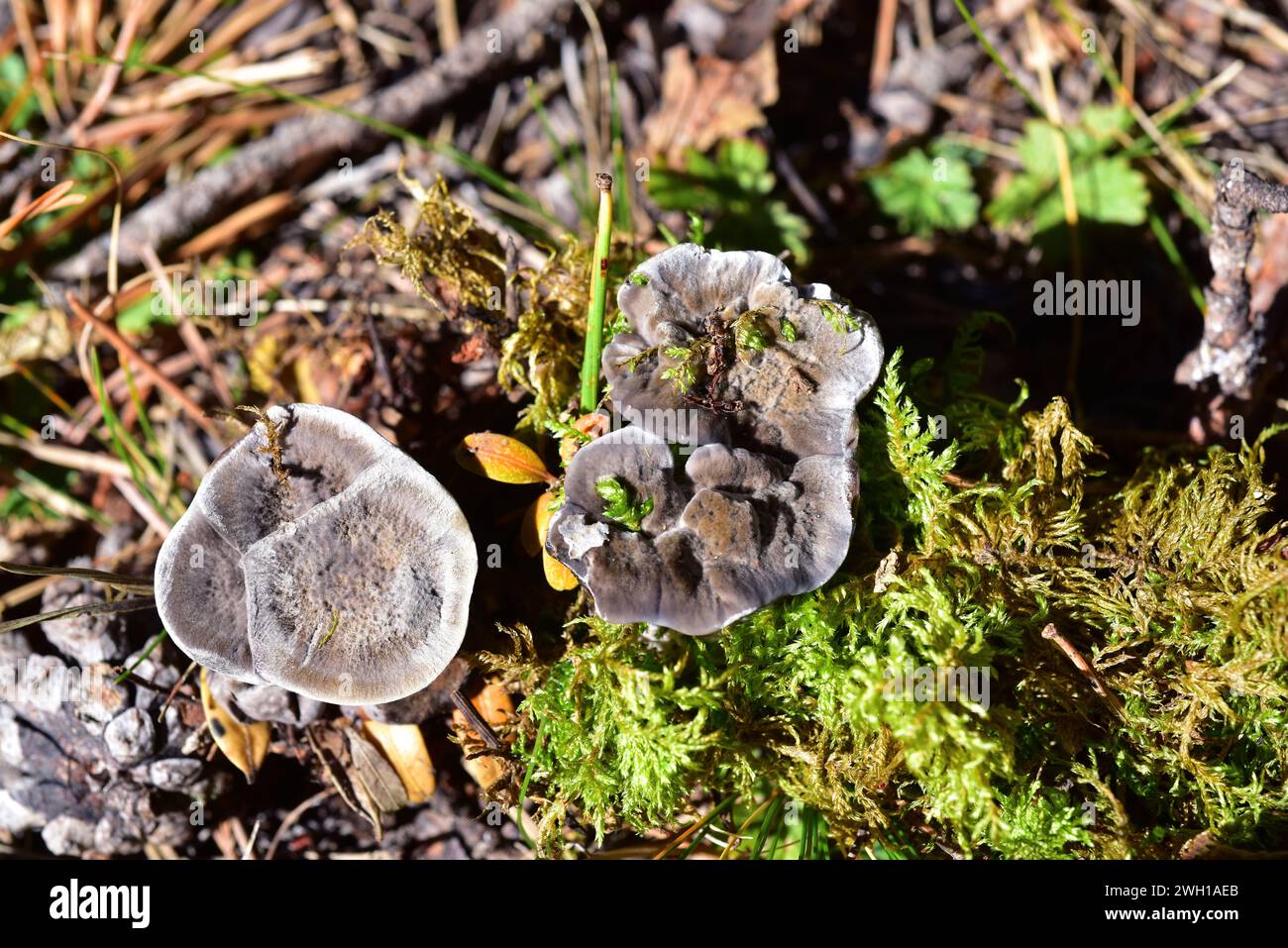 Black tooth phellodon niger hi-res stock photography and images - Alamy