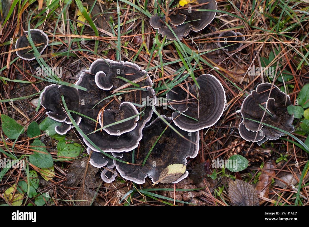 Black tooth phellodon niger hi-res stock photography and images - Alamy