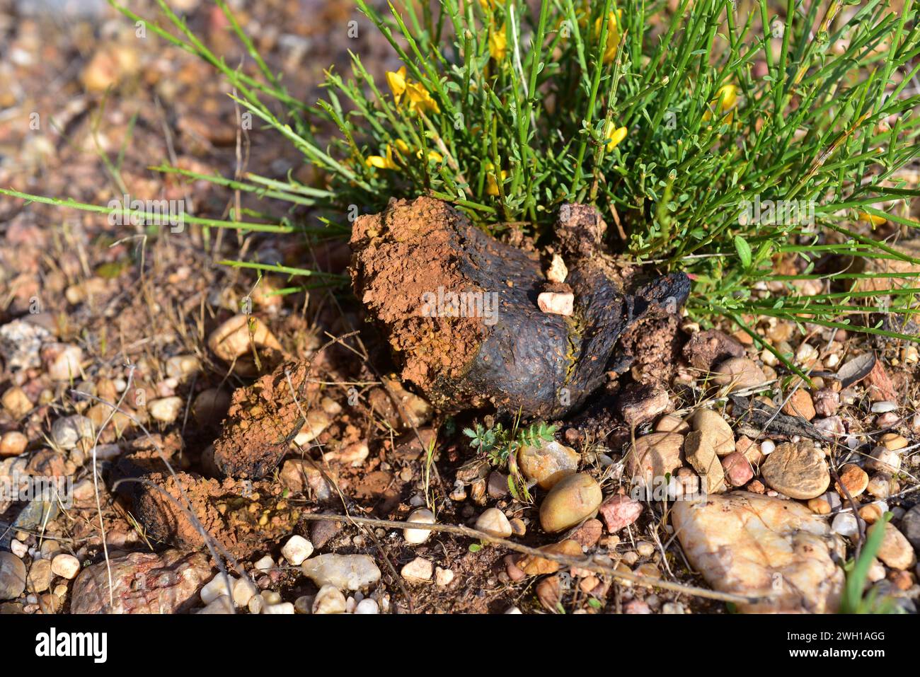 Bohemian truffle or dead man's foot (Pisolithus tinctorius or ...