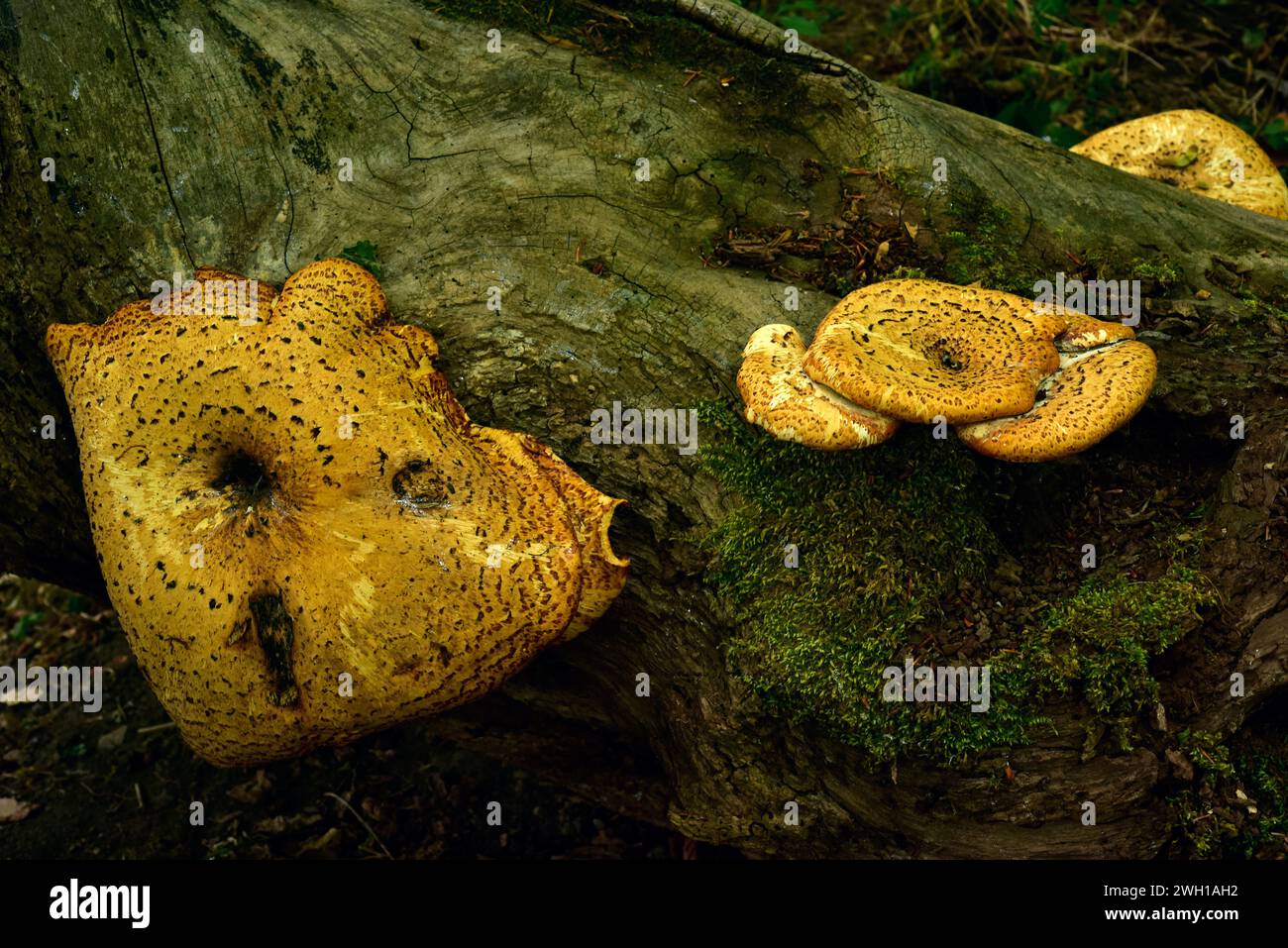 Dryads Saddle Polyporus Squamosus Or Cerioporus Squamosus Is A